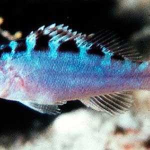 Serranus Tortugarum, el pez que cambia de sexo 20 veces al día ...