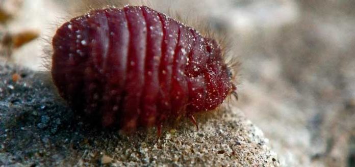 Curioso origen del pigmento rojo que embelleció tantas pinturas famosas