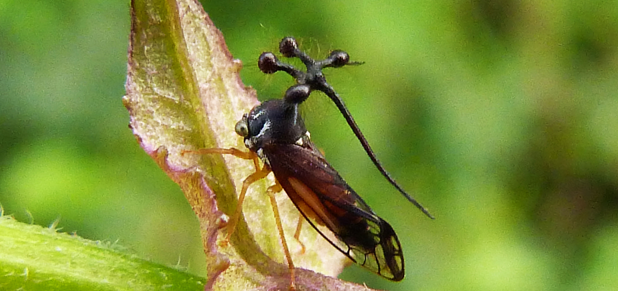 10 insectos raros que parecen criaturas extraterrestres