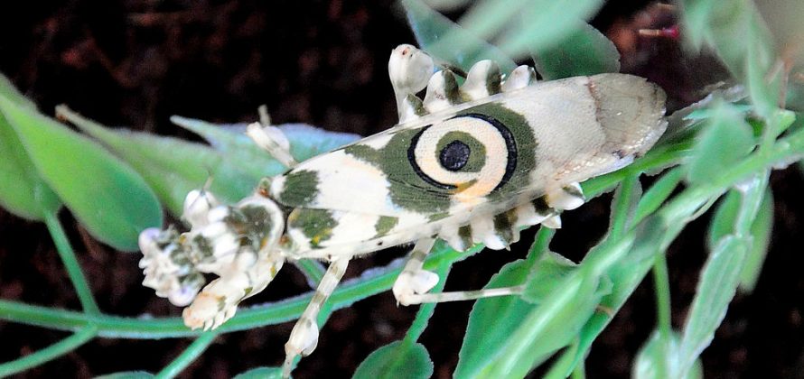 10 insectos raros que parecen criaturas extraterrestres