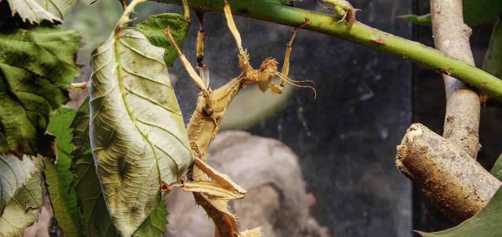 10 insectos raros que parecen criaturas extraterrestres