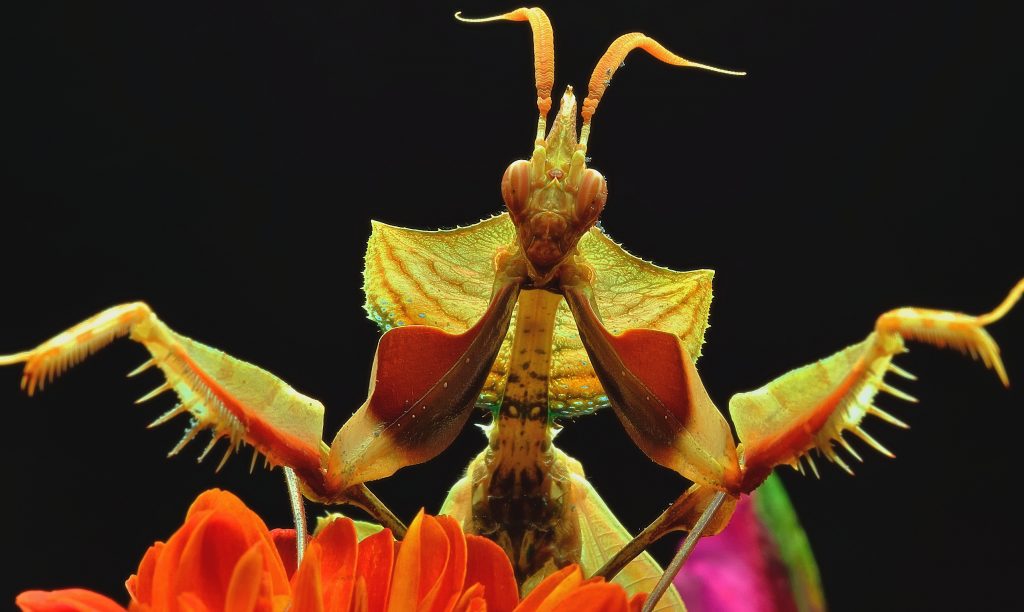 10 insectos raros que parecen criaturas extraterrestres