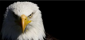 El significado de los animales | Qué simbolizan estos 5 animales