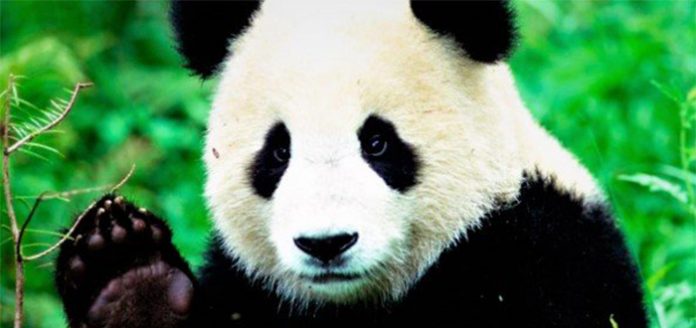 Los 20 animales más bonitos del mundo | ¿Cuál es tu favorito?