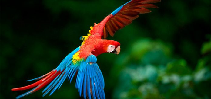 Los 20 animales más bonitos del mundo | ¿Cuál es tu favorito?