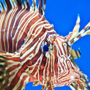 animales tímidos por naturaleza - Supercurioso