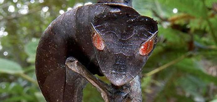 Descubre al Gecko Cola de Hoja Satánico. ¡Qué ojos más inquietantes!