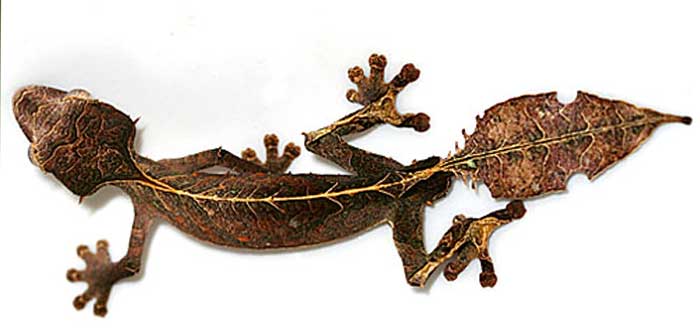 Descubre al Gecko Cola de Hoja Satánico. ¡Qué ojos más inquietantes!