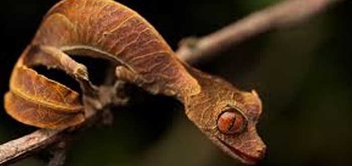 Descubre al Gecko Cola de Hoja Satánico. ¡Qué ojos más inquietantes!