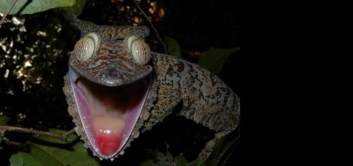 Descubre al Gecko Cola de Hoja Satánico. ¡Qué ojos más inquietantes!