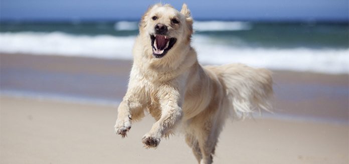 El significado de los animales | Qué simbolizan estos 5 animales