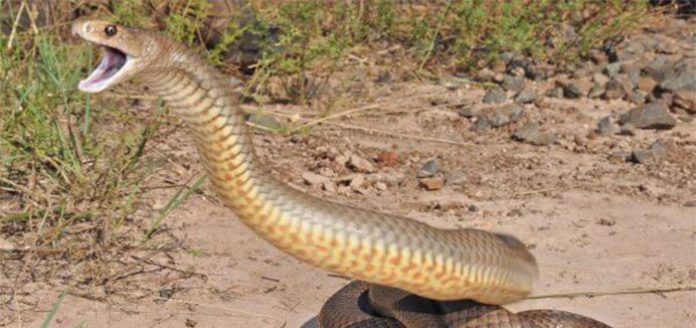 El significado de los animales | Qué simbolizan estos 5 animales