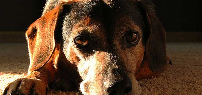 El cáncer de transmisión sexual que pueden padecer los perros