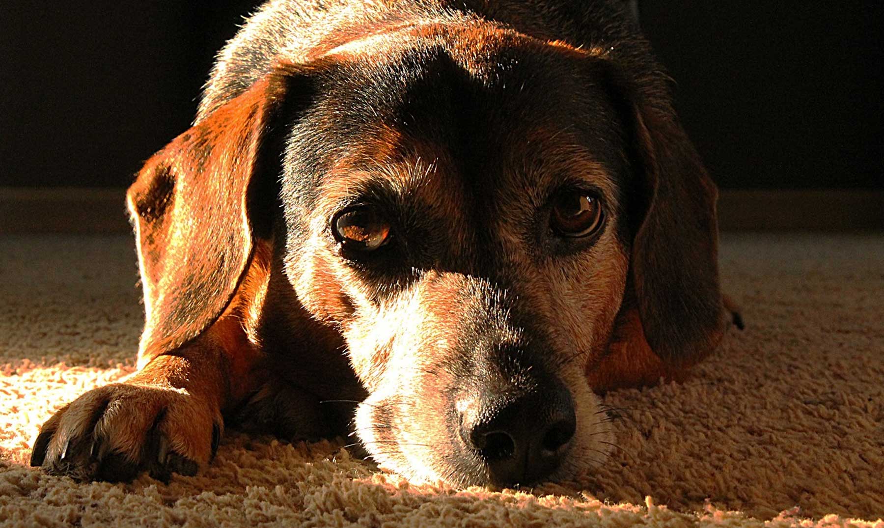 El cáncer de transmisión sexual que pueden padecer los perros