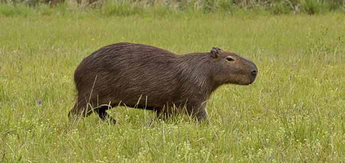 Los 15 animales más curiosos del mundo | ¿Ya los conocias?