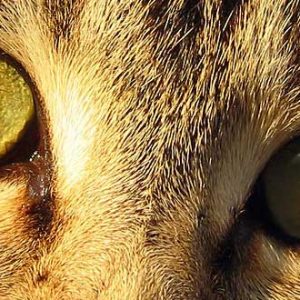 10 Impresionantes ojos de animales | [Con imágenes] - Supercurioso