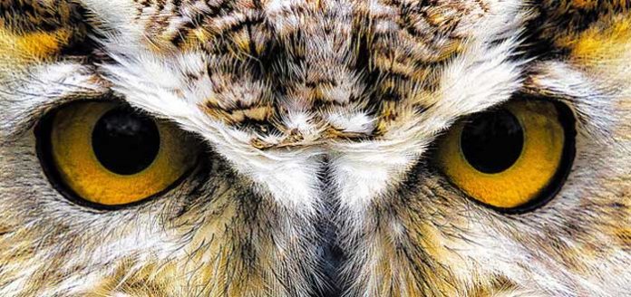 10 Impresionantes ojos de animales | [Con Imágenes]