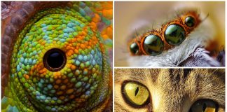 Naturaleza Archives - Página 5 de 122 - Supercurioso