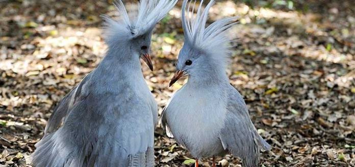 60 Animales raros del mundo | Curiosos [Con Imágenes]