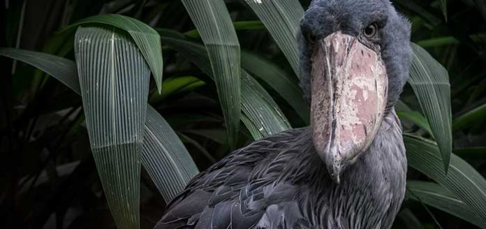 60 Animales raros del mundo | Curiosos [Con Imágenes]