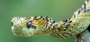 60 Animales raros del mundo | Curiosos [Con Imágenes]