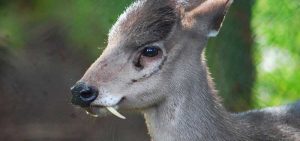 60 Animales raros del mundo | Curiosos [Con Imágenes]