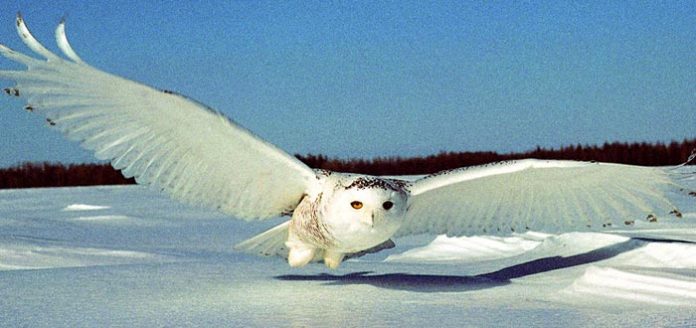 10 Animales del Ártico | Especies adaptadas al frío extremo