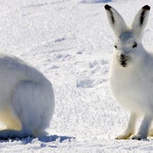 10 Animales del Ártico que sobreviven al frío extremo - Supercurioso