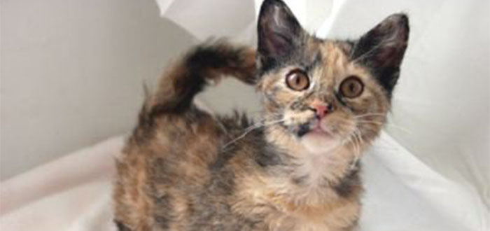 Mini gatos | 5 razas que son pequeñas pero enormemente adorables