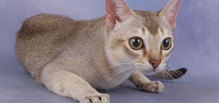 Mini gatos | 5 razas que son pequeñas pero enormemente adorables