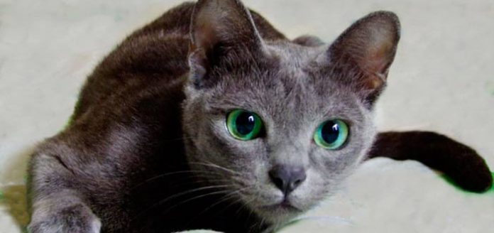 Mini gatos | 5 razas que son pequeñas pero enormemente adorables