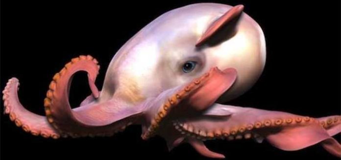 10 animales marinos raros que quizás no conocías | ¡Alucinantes!