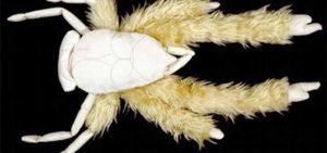 10 animales marinos raros que quizás no conocías | ¡Alucinantes!