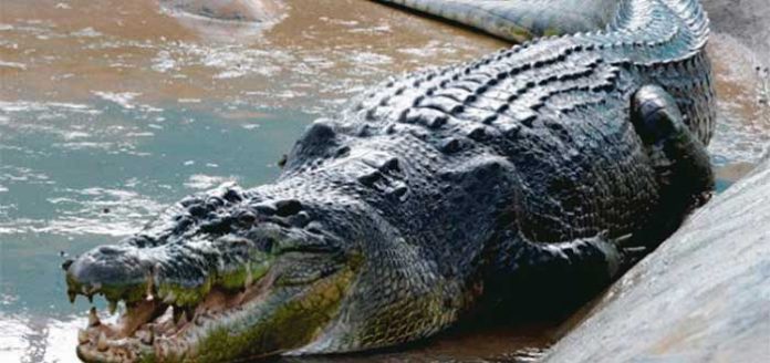 10 animales marinos raros que quizás no conocías | ¡Alucinantes!