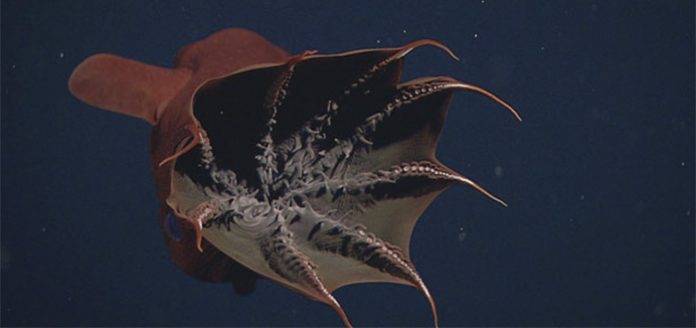 10 animales marinos raros que quizás no conocías | ¡Alucinantes!