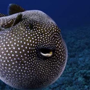 animales marinos raros''' - Supercurioso