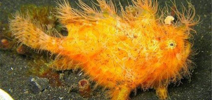 10 animales marinos raros que quizás no conocías | ¡Alucinantes!