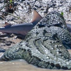 cocodrilo vs tiburón - Supercurioso