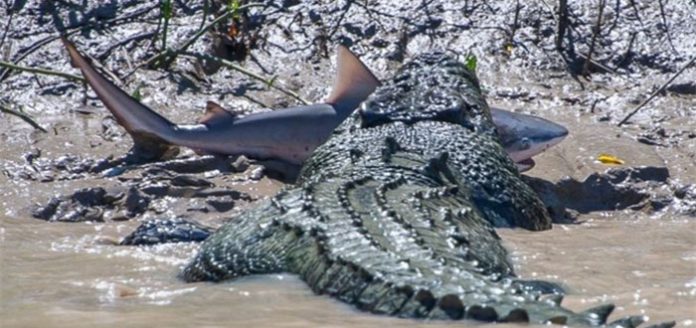 Cocodrilo vs tiburón | ¿Quién ganaría? Ejemplos reales