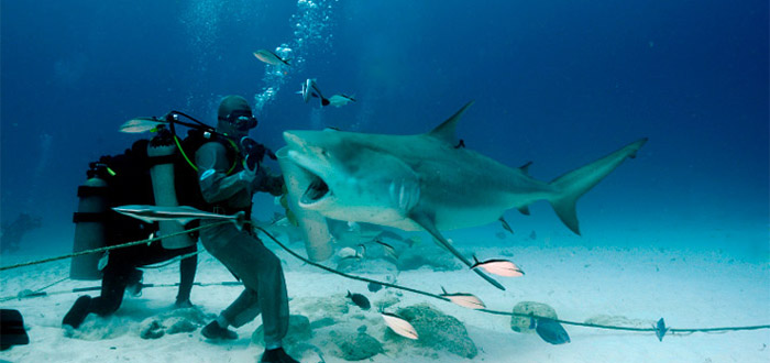 Los tiburones más peligrosos del mundo | El TOP 10 de los más feroces