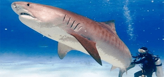 Los tiburones más peligrosos del mundo | El TOP 10 de los más feroces