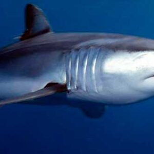 tiburones más feroces del mundo - Supercurioso