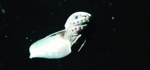 El pez caracol de las Marianas | Vive más hondo que ningún otro animal