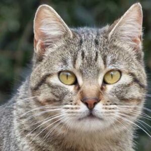 Gato Romano - Supercurioso