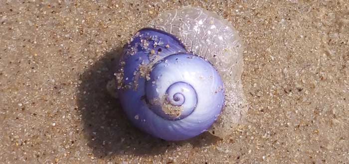 El Caracol Morado | 10 Curiosidades de este animal de increíble color