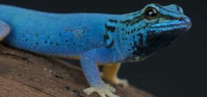 15 Animales de Color Azul | Bonitos y Sorprendentes