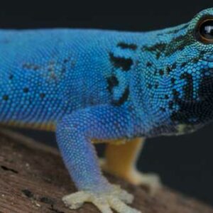 10-animales-de-color-azul - Supercurioso