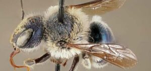 15 Animales de Color Azul | Bonitos y Sorprendentes