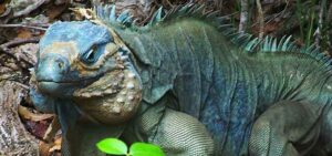 15 Animales de Color Azul | Bonitos y Sorprendentes