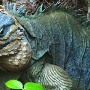 10 Bellos Animales Azules que te asombrarán | [Con Imágenes] - Supercurioso